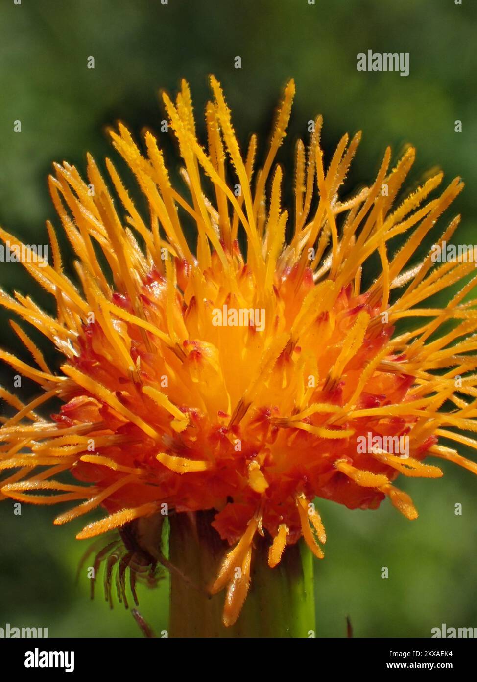 (Gynura bicolor) Plantae Stock Photo - Alamy