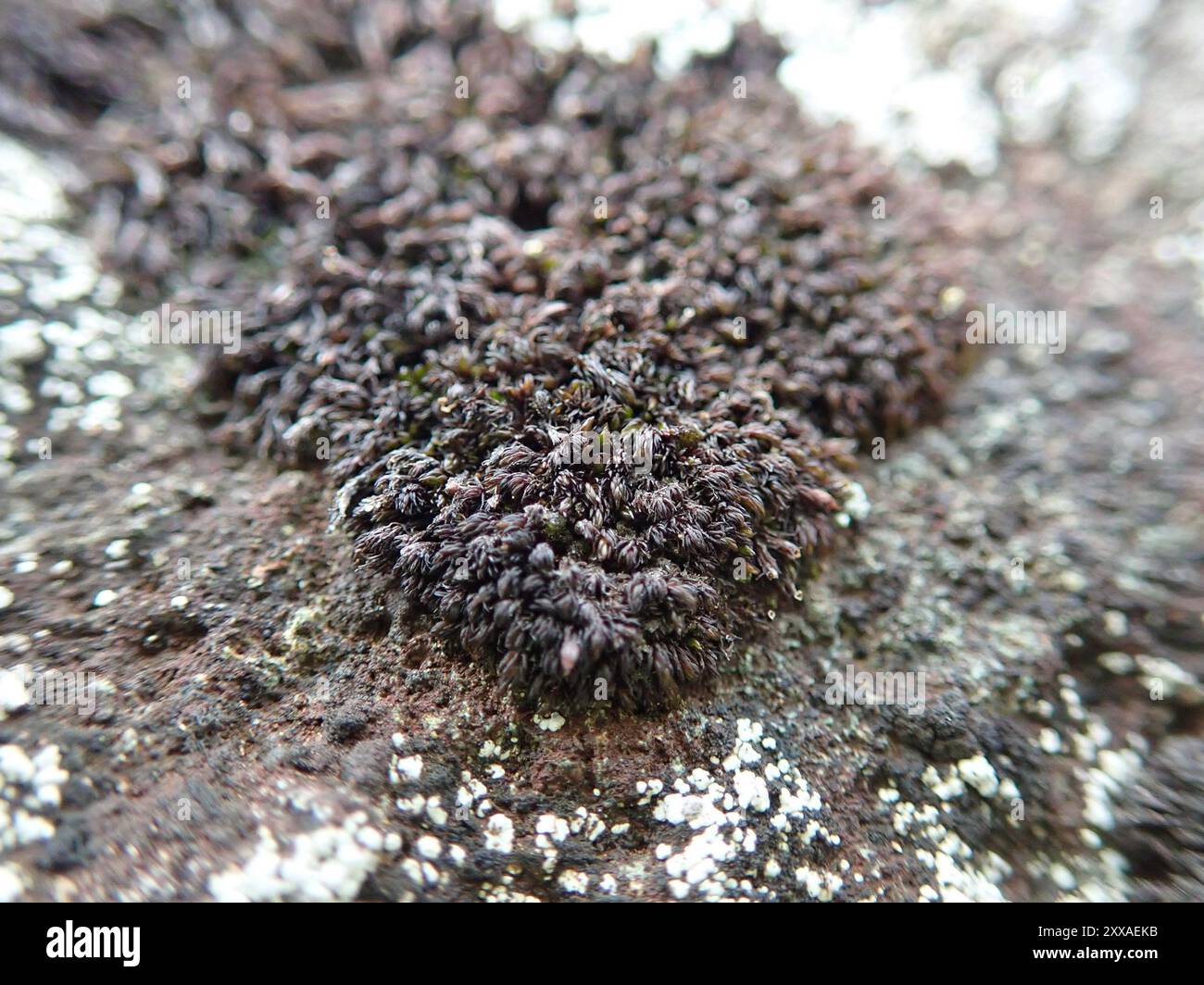 Andreaea rothii hi-res stock photography and images - Alamy