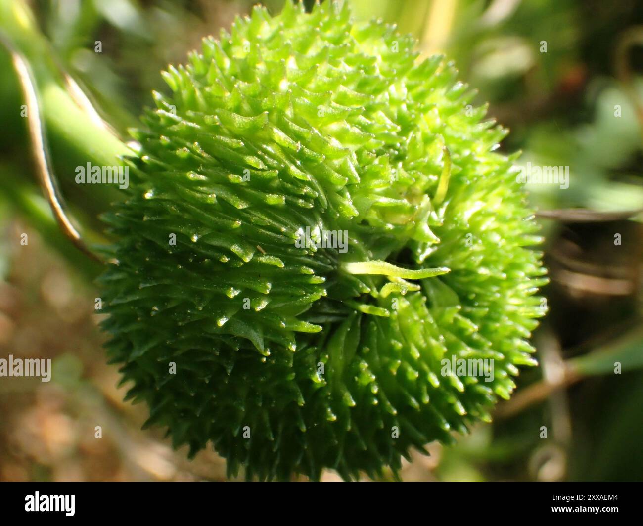 Chinese Arrowhead (Sagittaria trifolia) Plantae Stock Photo - Alamy