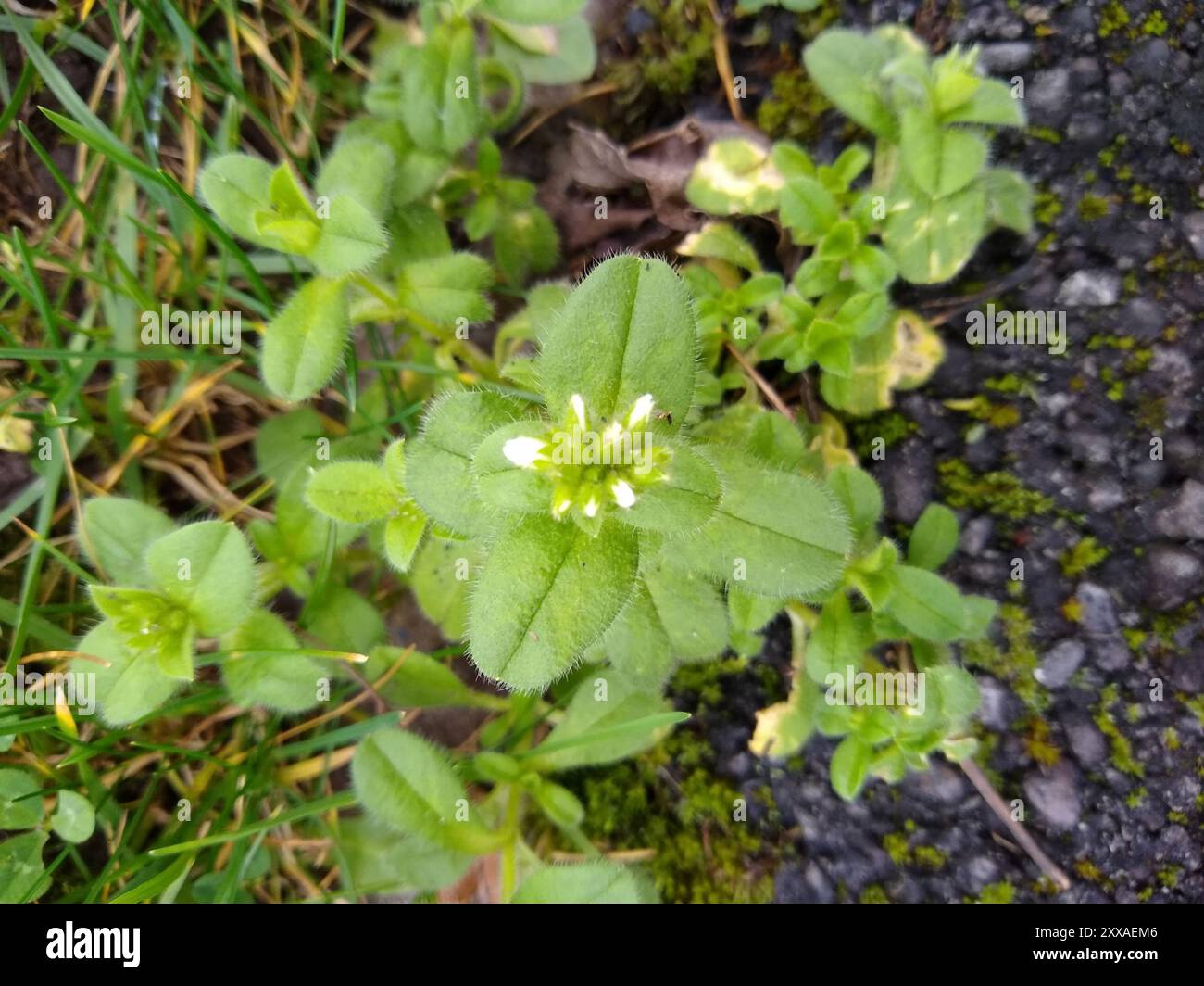 Sticky mouse-ear chickweed (Cerastium glomeratum) Plantae Stock Photo ...
