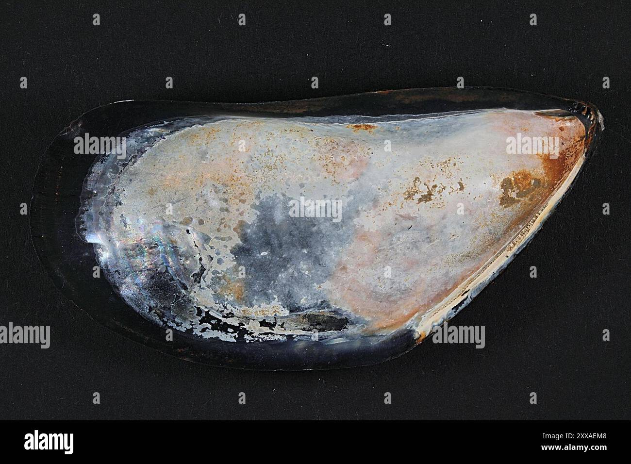 Blue Mussel (Mytilus edulis) Mollusca Stock Photo - Alamy