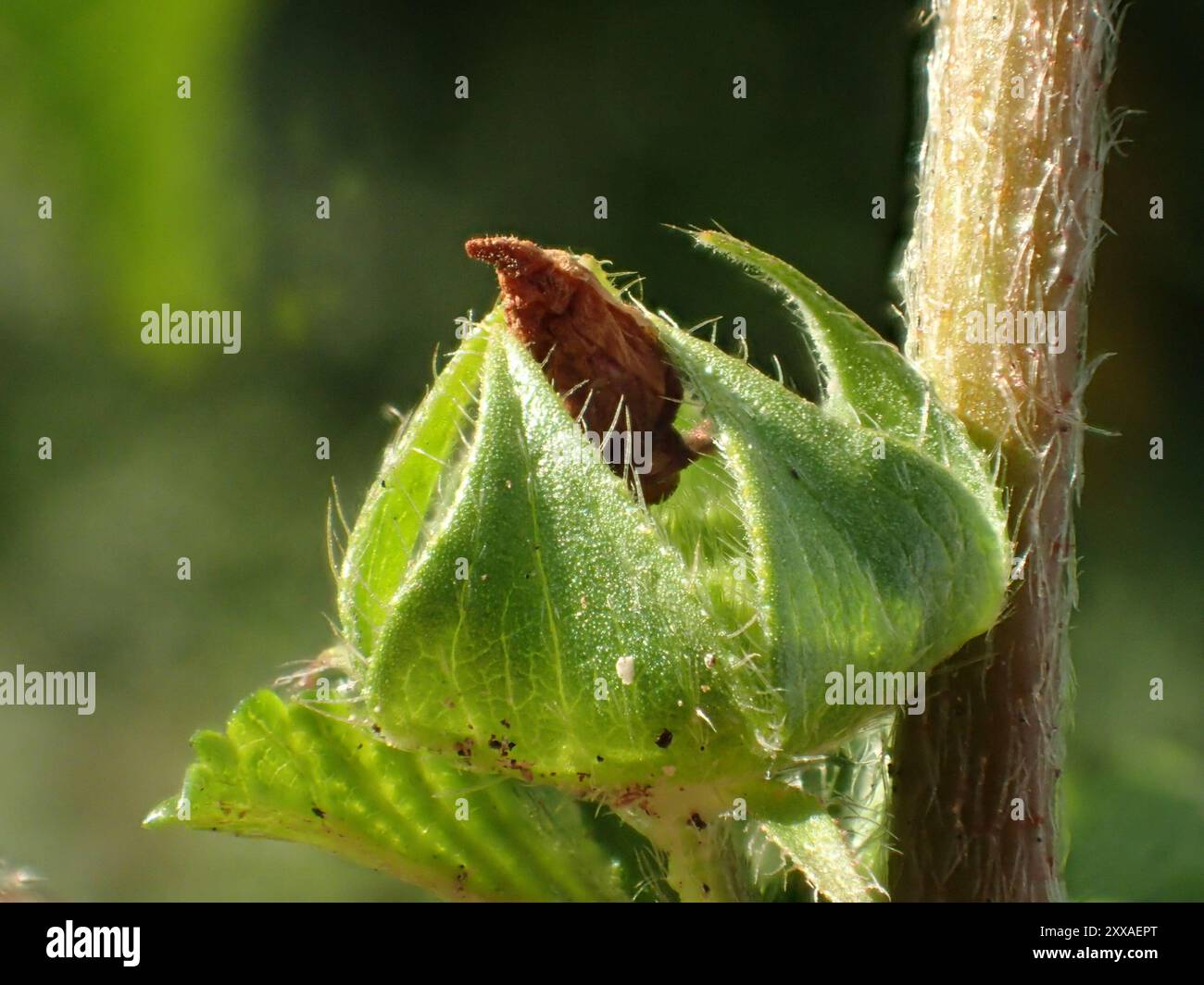 three-lobe false mallow (Malvastrum coromandelianum) Plantae Stock ...