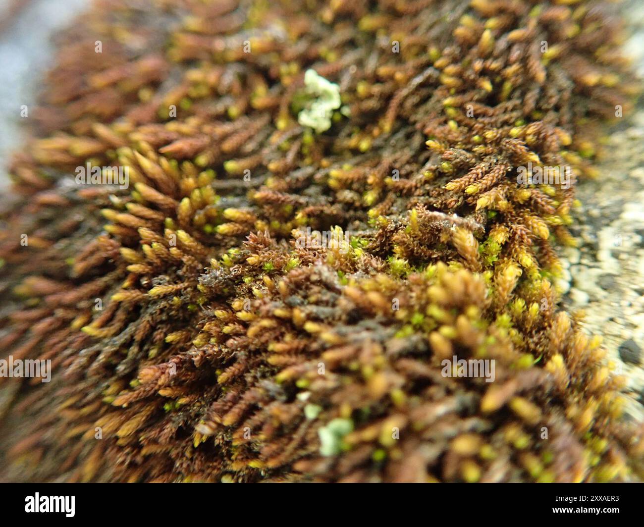Black Rock Moss (Andreaea rupestris) Plantae Stock Photo - Alamy