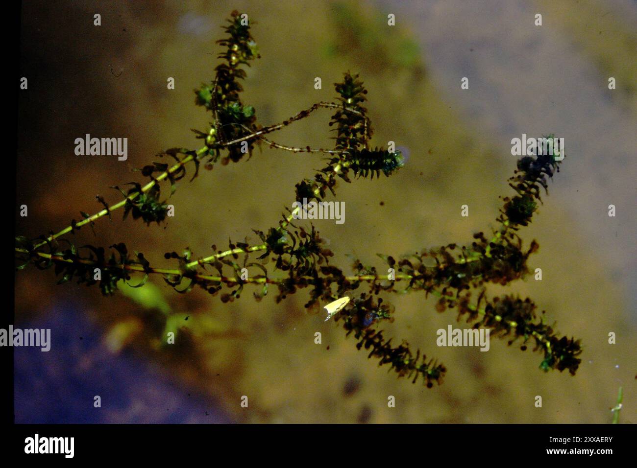 Canadian Waterweed (Elodea canadensis) Plantae Stock Photo - Alamy