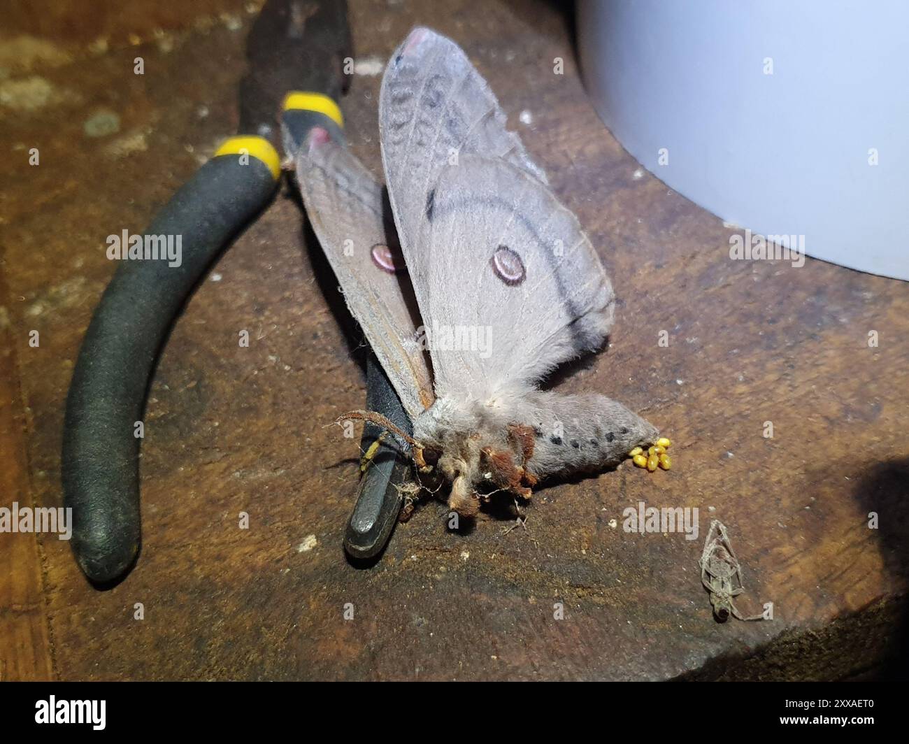 Emperor Gum Moth (Opodiphthera eucalypti) Insecta Stock Photo - Alamy