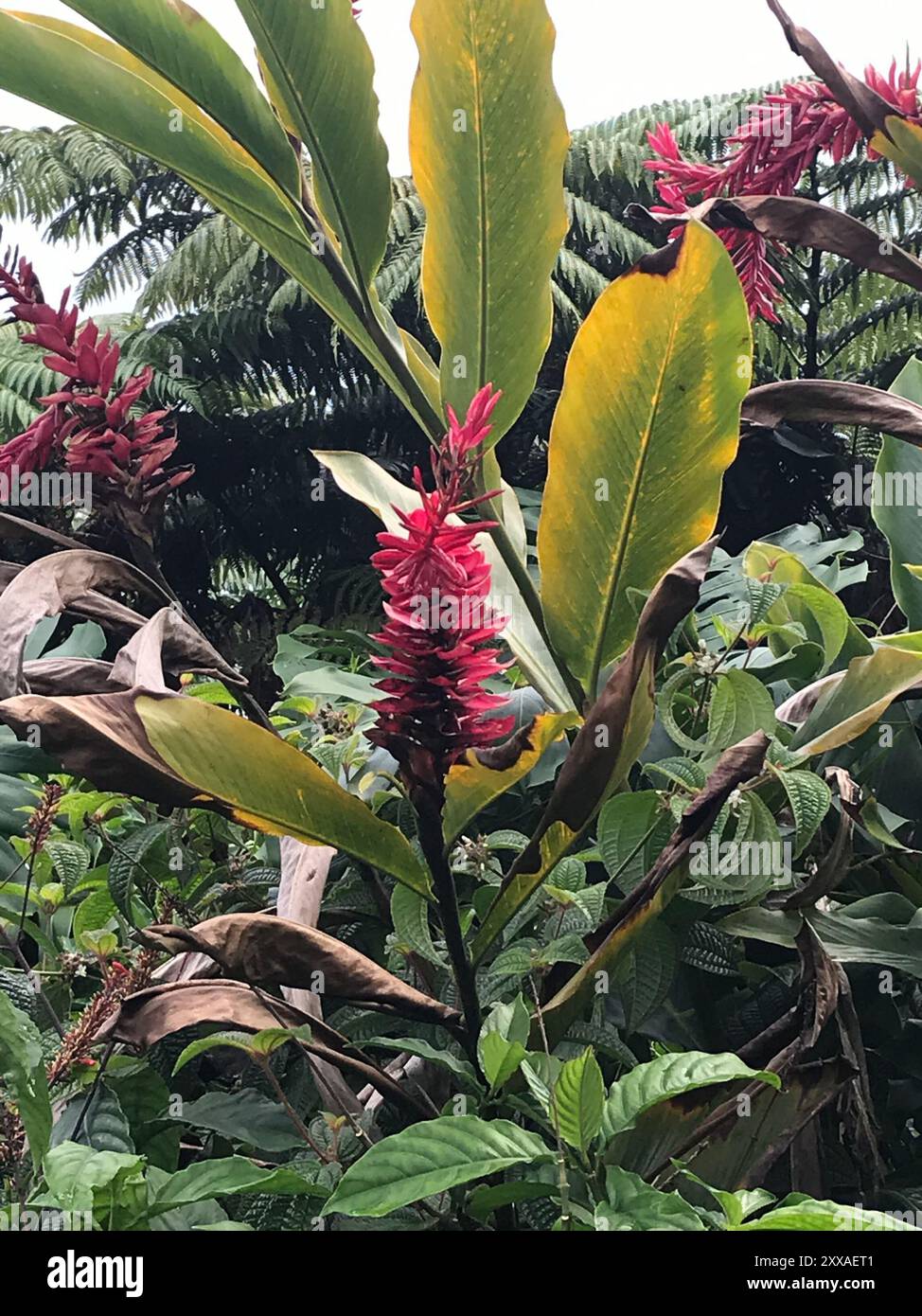 Red Ginger (Alpinia purpurata) Plantae Stock Photo - Alamy