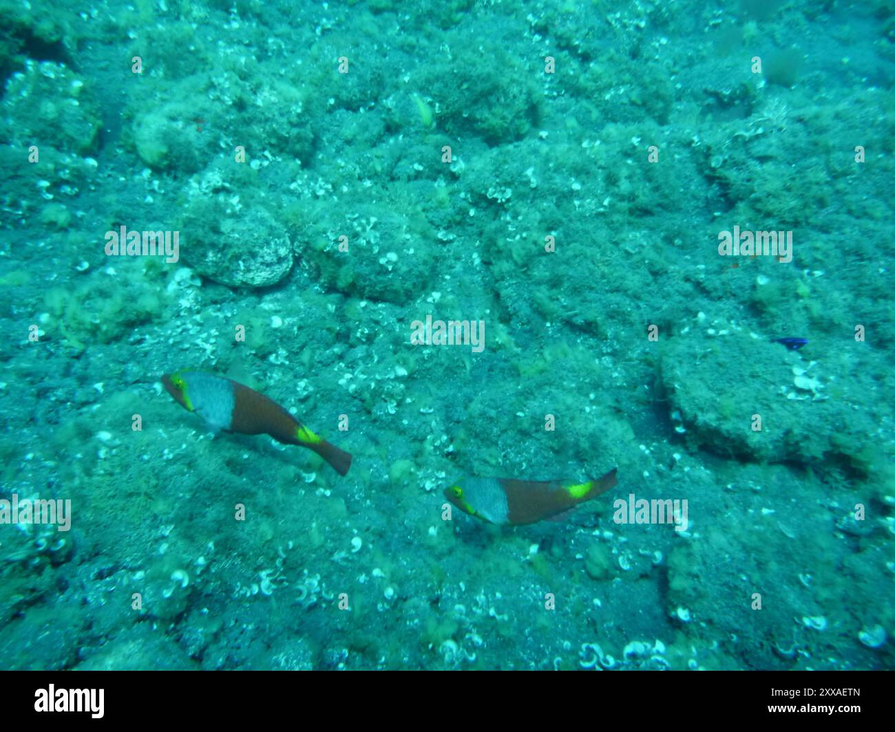 European Parrotfish (Sparisoma cretense) Actinopterygii Stock Photo - Alamy