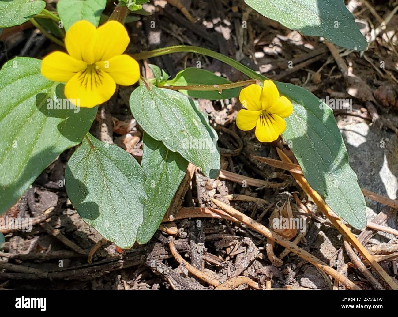 Goosefoot violet (Viola purpurea) Plantae Stock Photo - Alamy