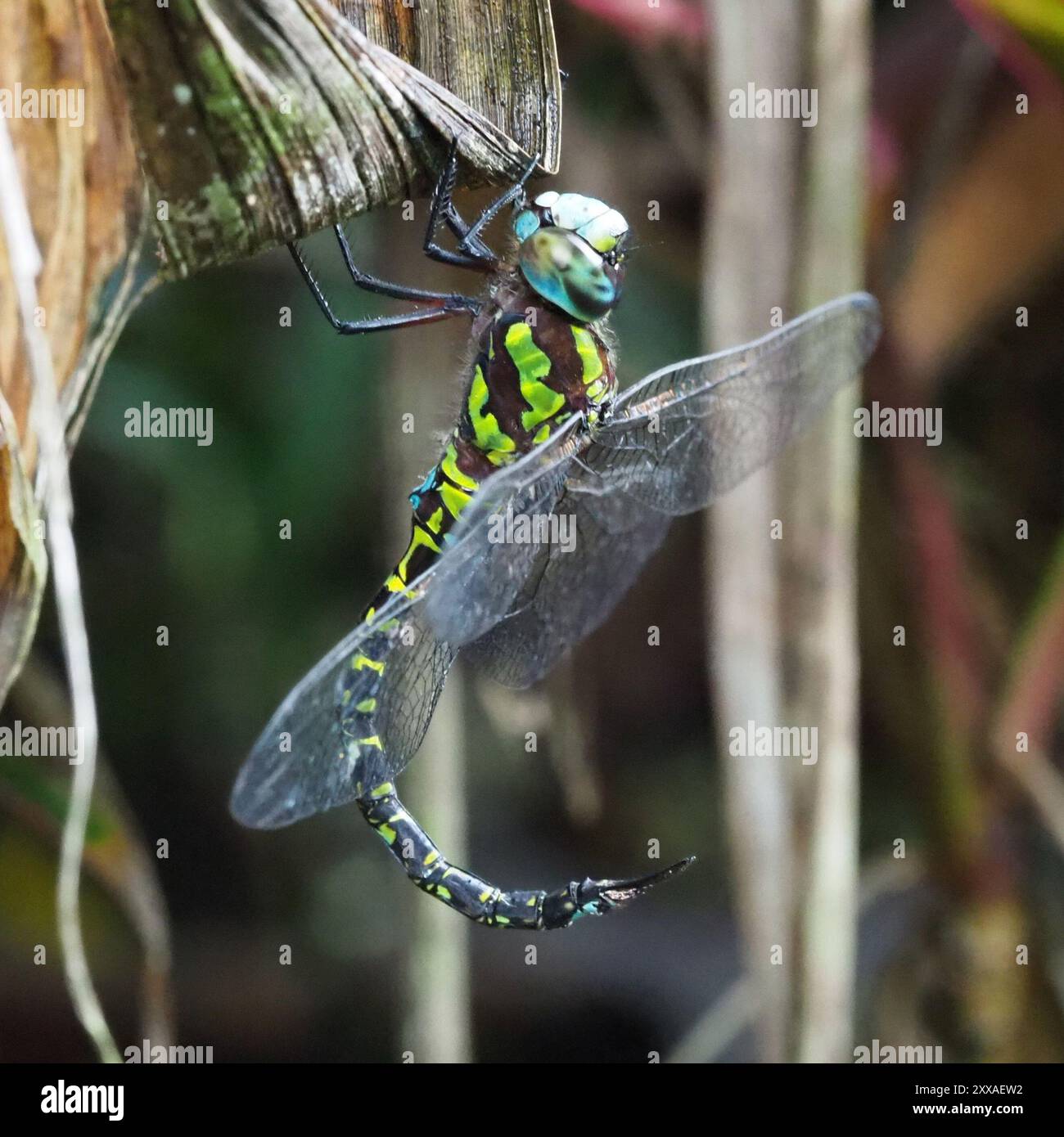 Neotropical Darners (Rhionaeschna) Insecta Stock Photo - Alamy