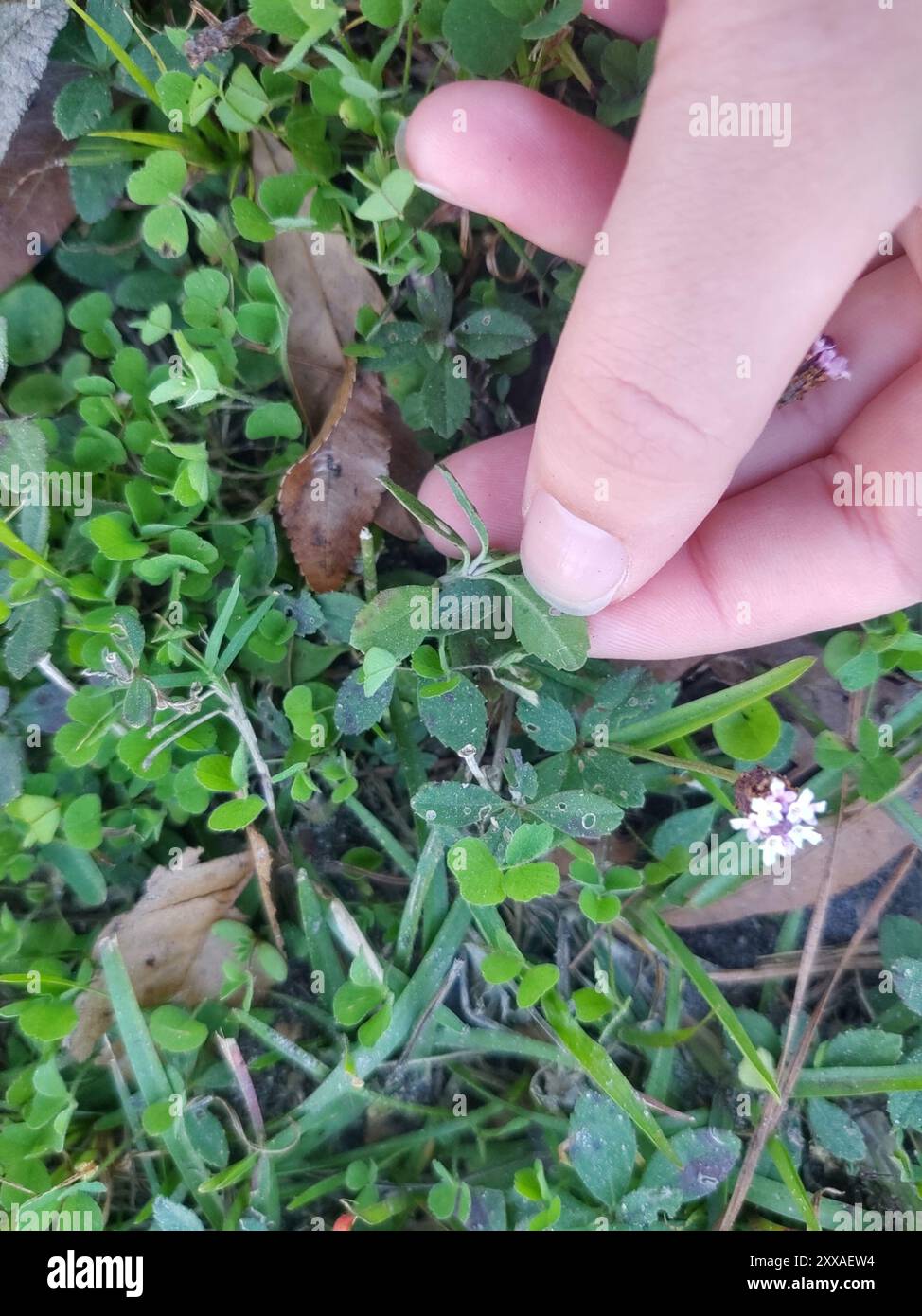 turkey tangle frogfruit (Phyla nodiflora) Plantae Stock Photo - Alamy