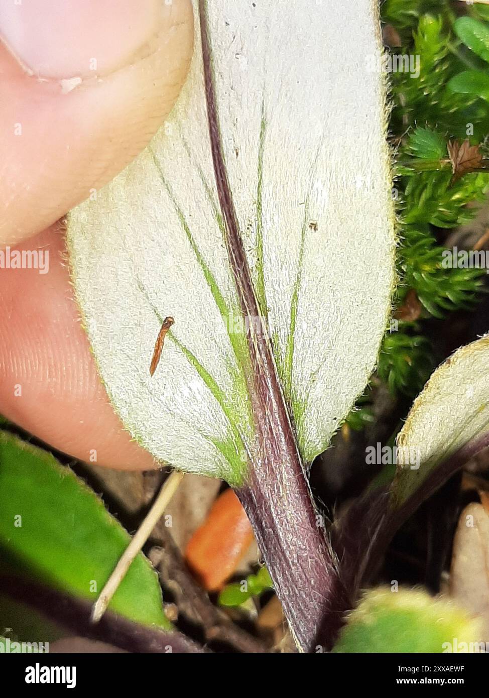 (Celmisia verbascifolia verbascifolia) Plantae Stock Photo - Alamy