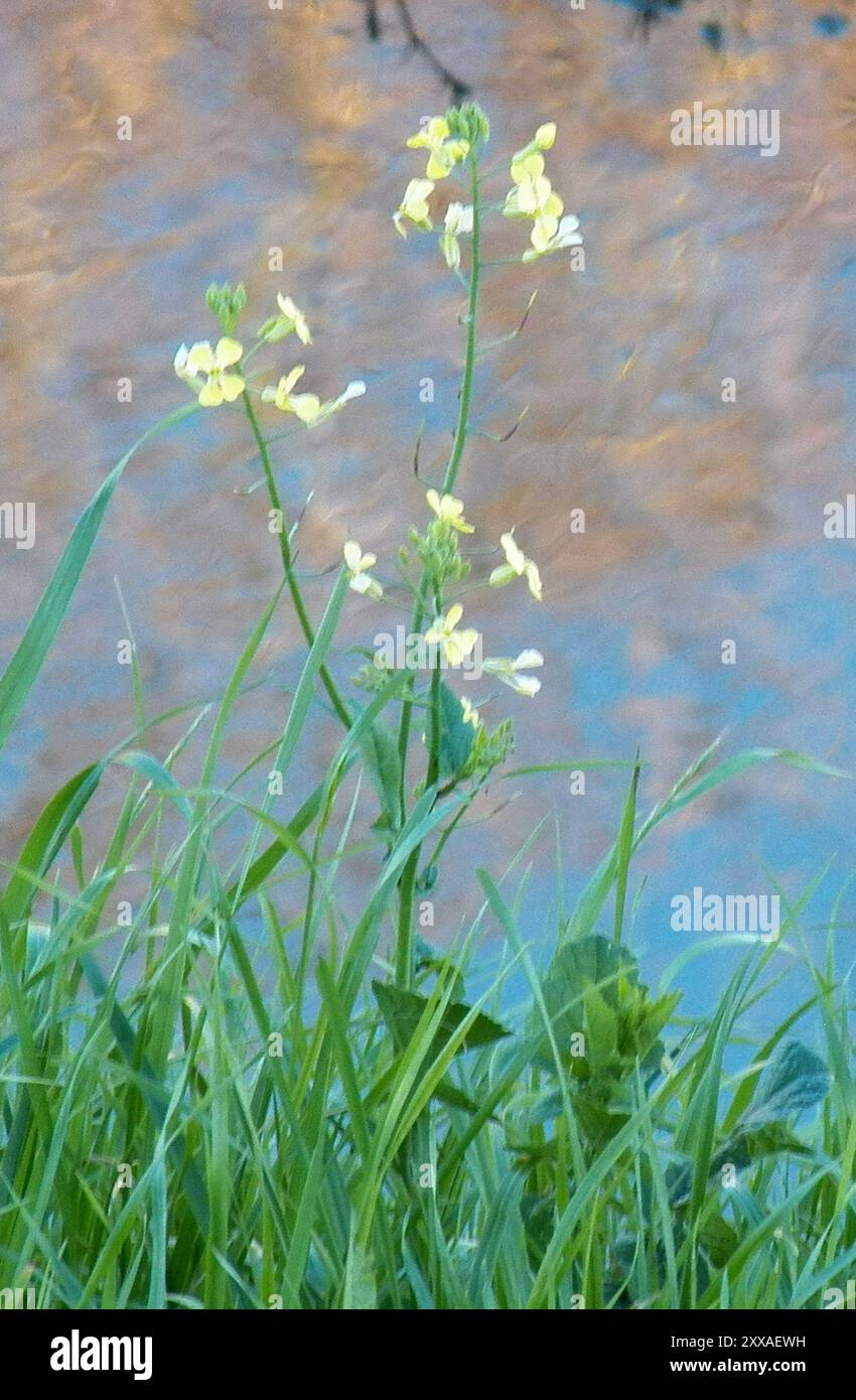Wild radish (Raphanus raphanistrum) Plantae Stock Photo - Alamy