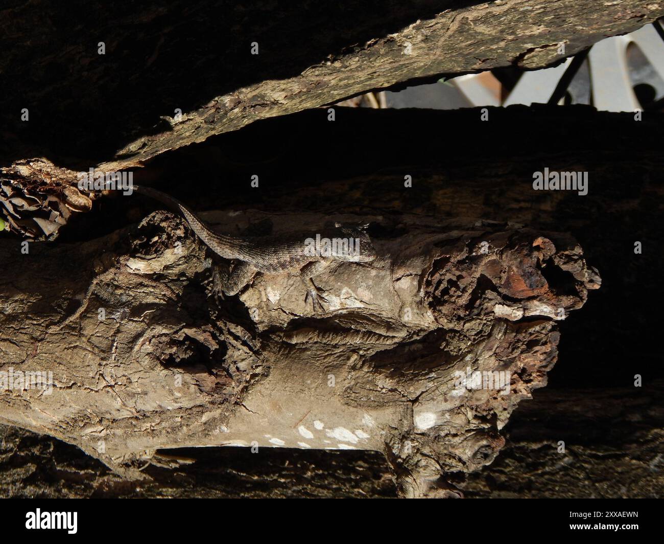 Peters' Lava Lizard (Tropidurus hispidus) Reptilia Stock Photo - Alamy