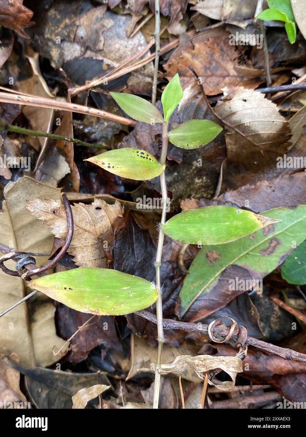 Basket Grass (Oplismenus hirtellus) Plantae Stock Photo - Alamy