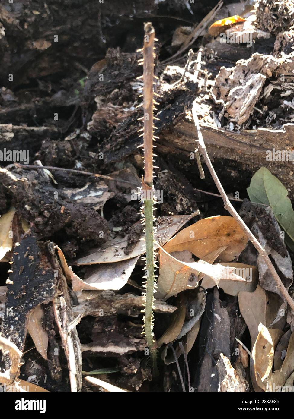 sawbrier (Smilax glauca) Plantae Stock Photo - Alamy