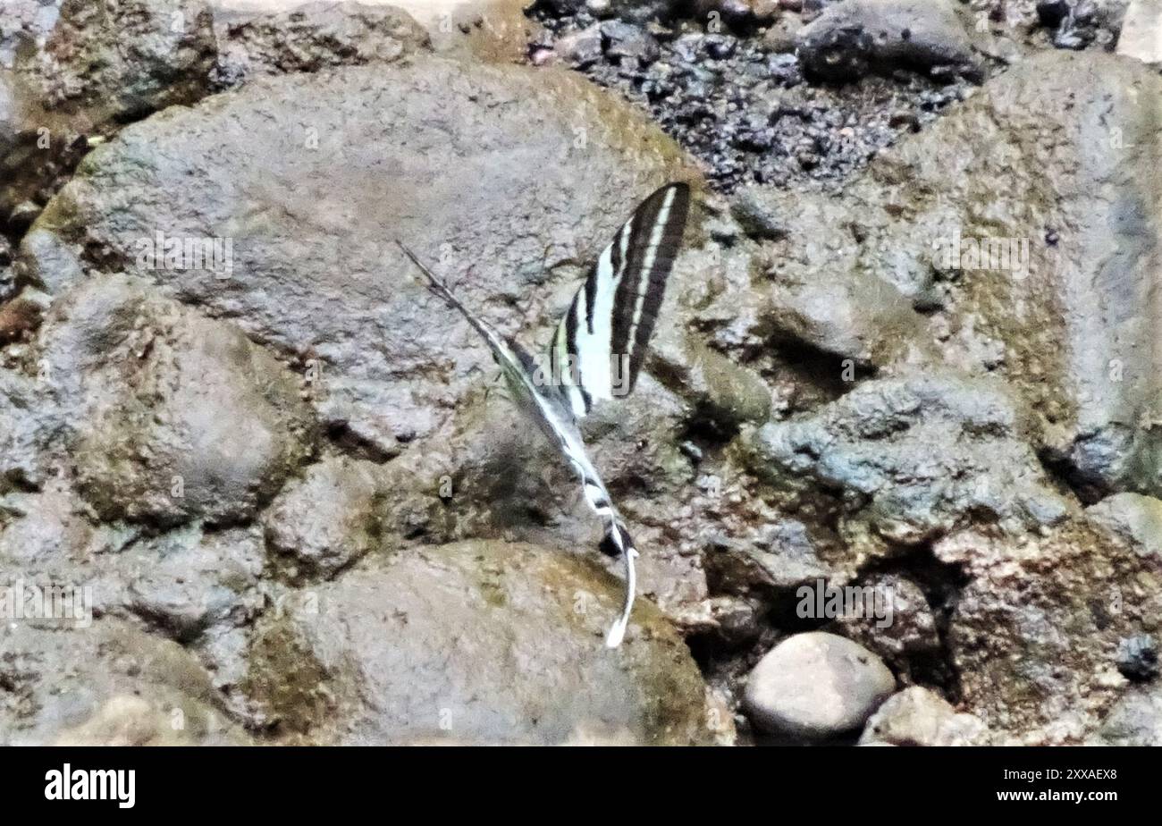 Four-barred Swordtail (Protographium leosthenes) Insecta Stock Photo ...