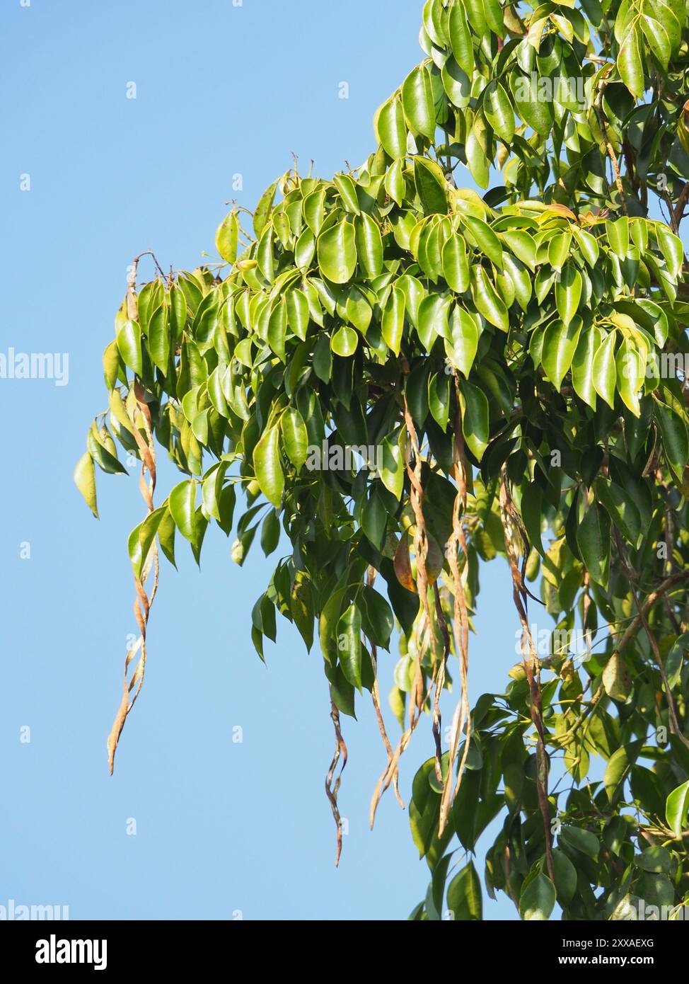 Emerald Tree (Radermachera sinica) Plantae Stock Photo - Alamy