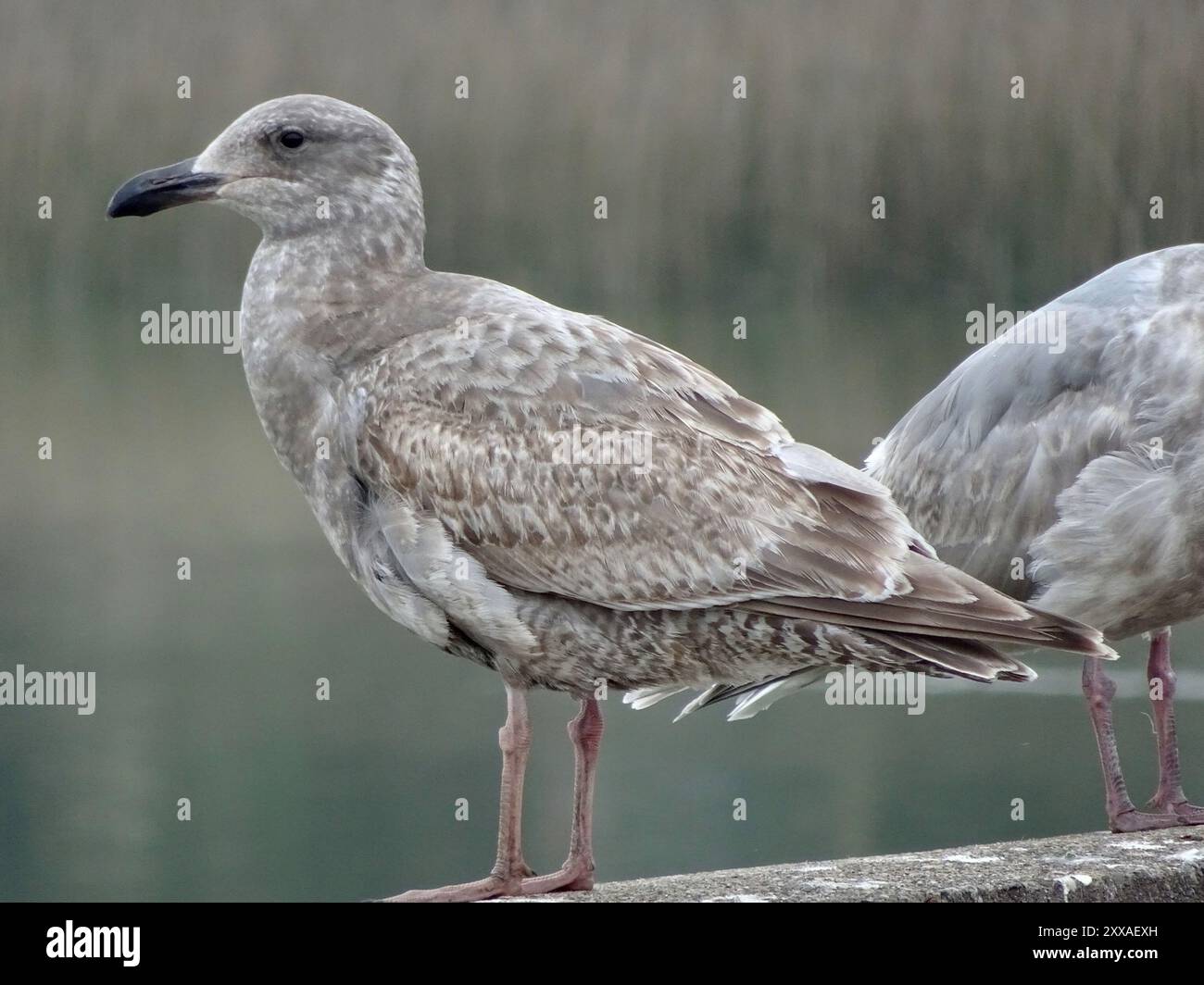 Glaucous-winged Gull (Larus glaucescens) Aves Stock Photo - Alamy