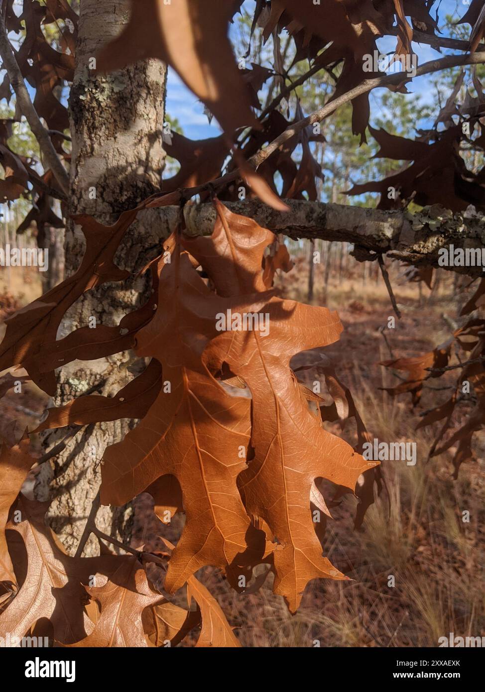 American turkey oak (Quercus laevis) Plantae Stock Photo - Alamy