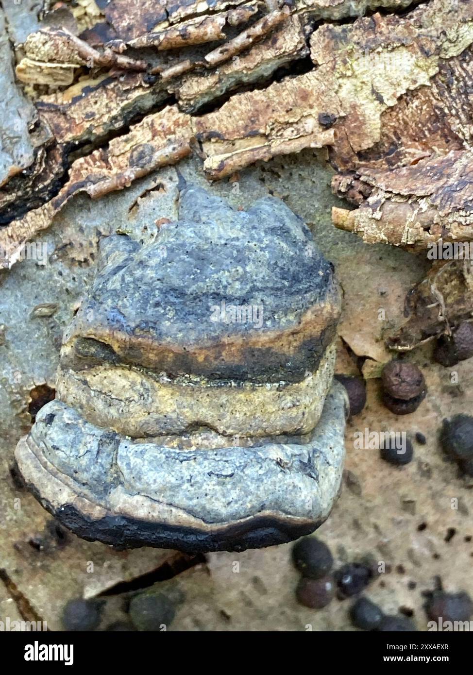 Hoof Fungus (Fomes fomentarius) Fungi Stock Photo - Alamy