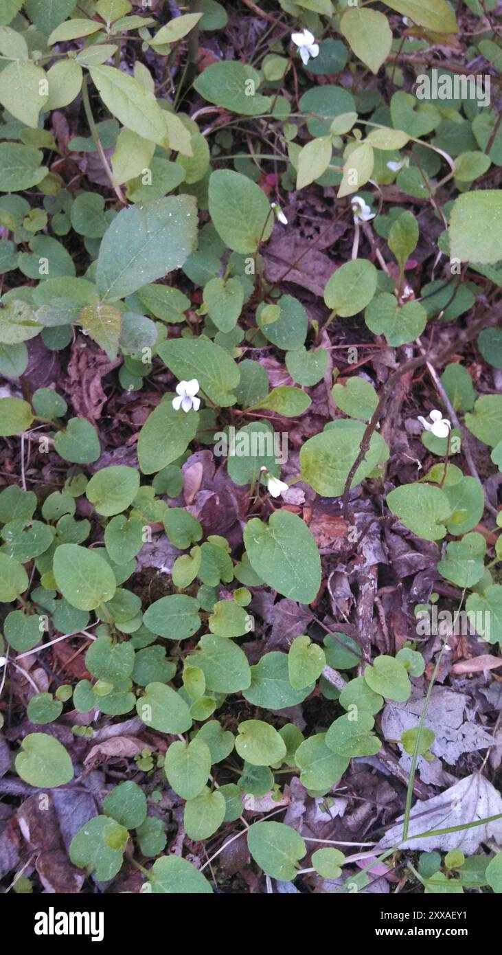 primrose-leaved violet (Viola primulifolia) Plantae Stock Photo - Alamy