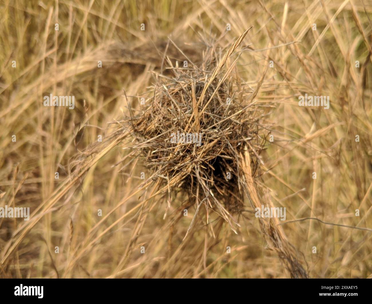 bluestems, lemon grasses, silvergrasses, and allies (Andropogoneae ...