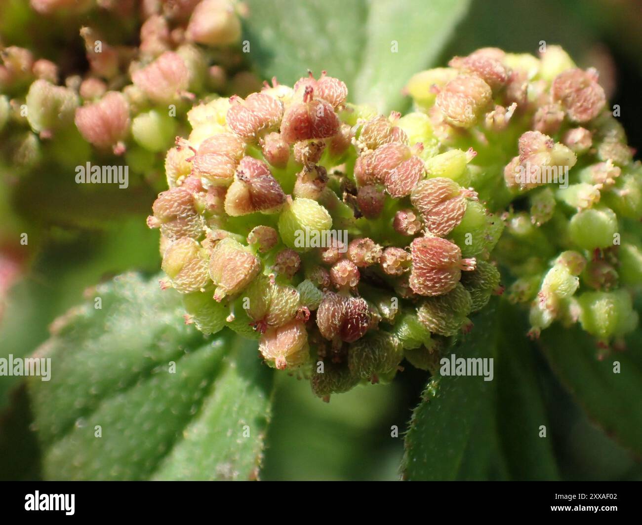Asthma plant (Euphorbia hirta) Plantae Stock Photo - Alamy