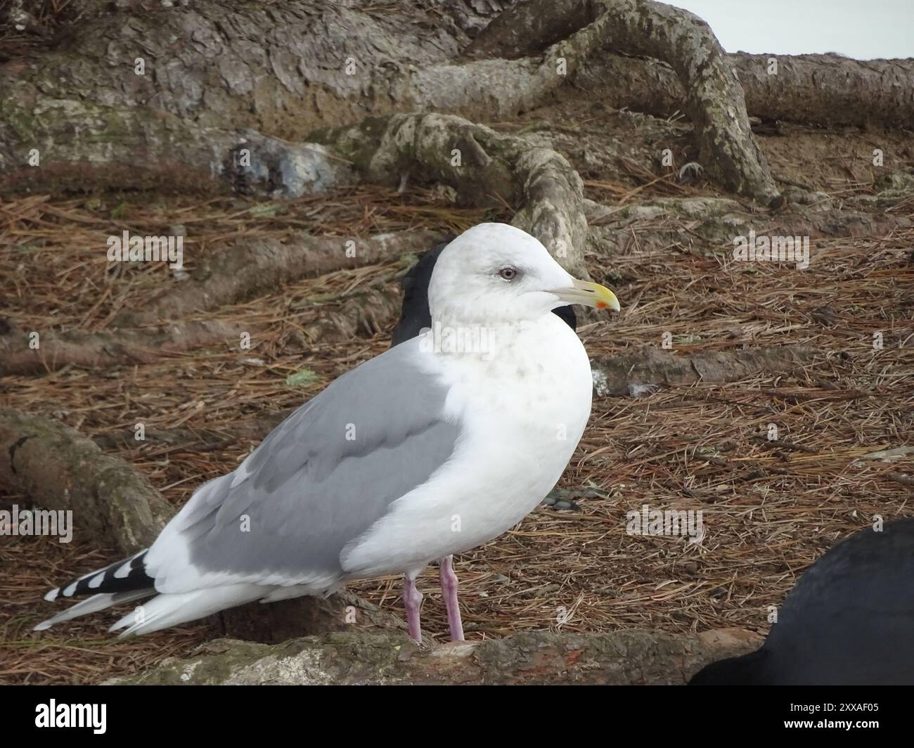 Thayer's Gull (Larus glaucoides thayeri) Aves Stock Photo - Alamy
