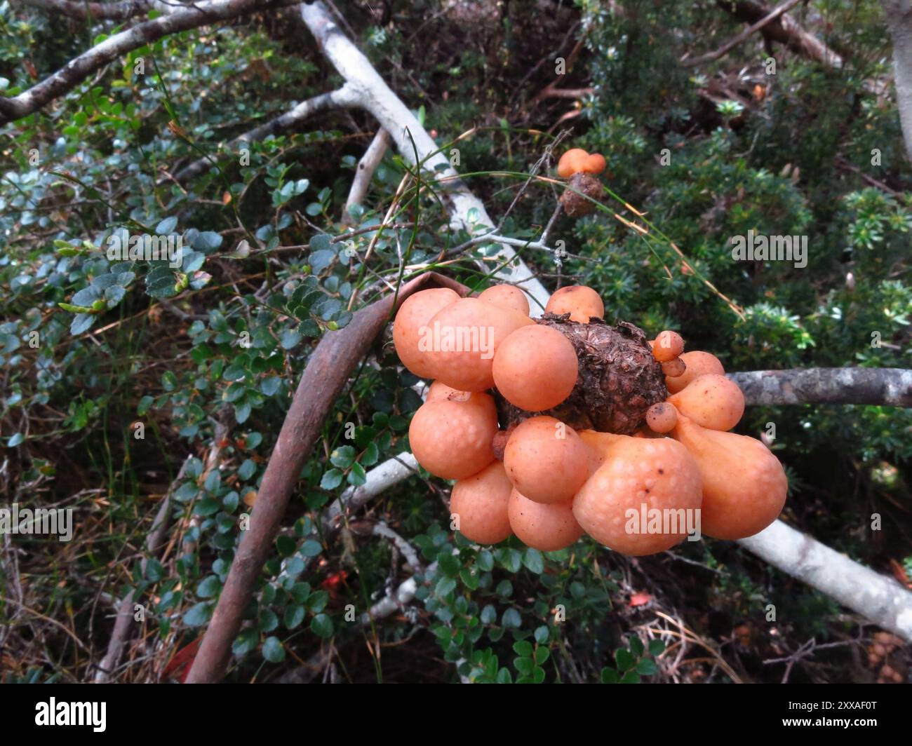 beech orange (Cyttaria gunnii) Fungi Stock Photo - Alamy