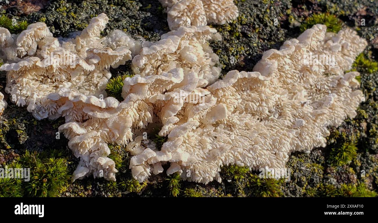 Milk-white Toothed Polypore (Irpex lacteus) Fungi Stock Photo - Alamy