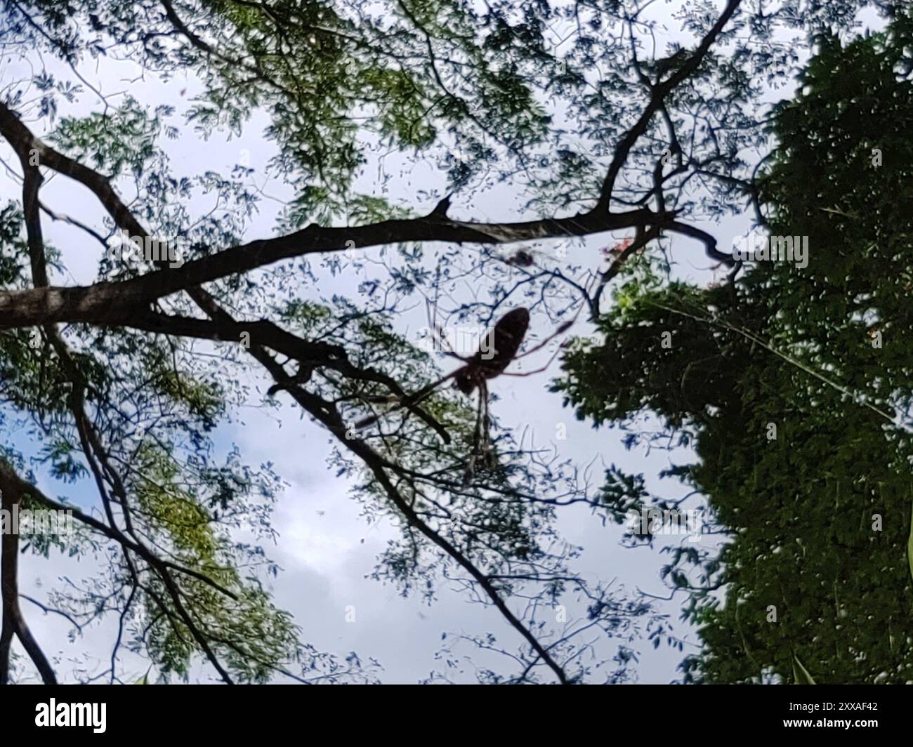 Golden Silk Spider (Trichonephila clavipes) Arachnida Stock Photo - Alamy