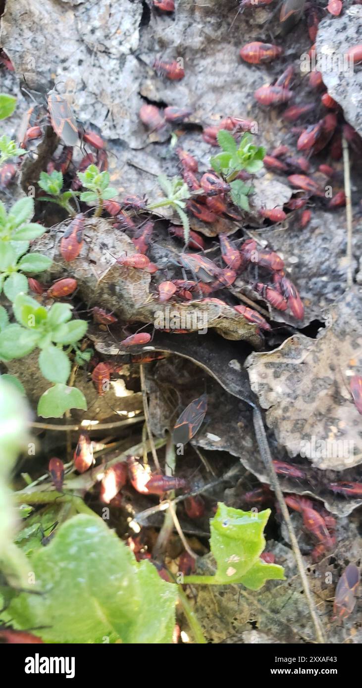 Western Boxelder Bug (Boisea rubrolineata) Insecta Stock Photo - Alamy