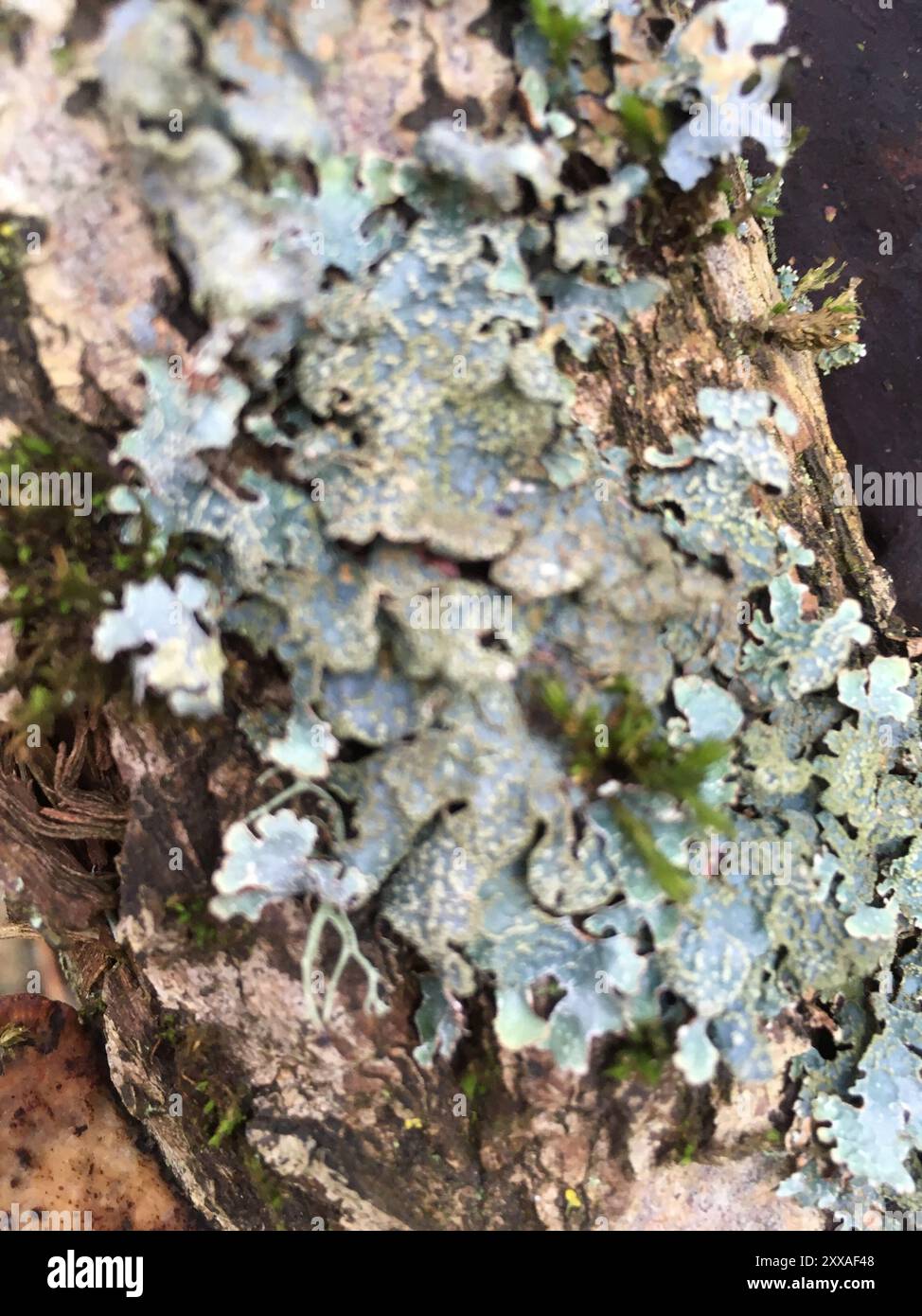 shield lichen (Parmelia sulcata) Fungi Stock Photo - Alamy