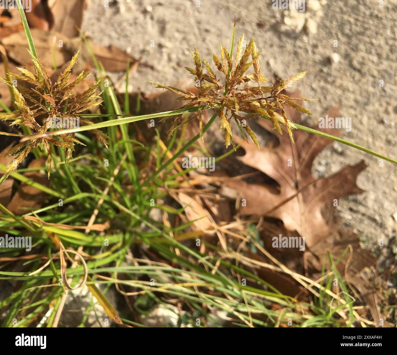 Bunchy flat-sedge (Cyperus polystachyos) Plantae Stock Photo - Alamy