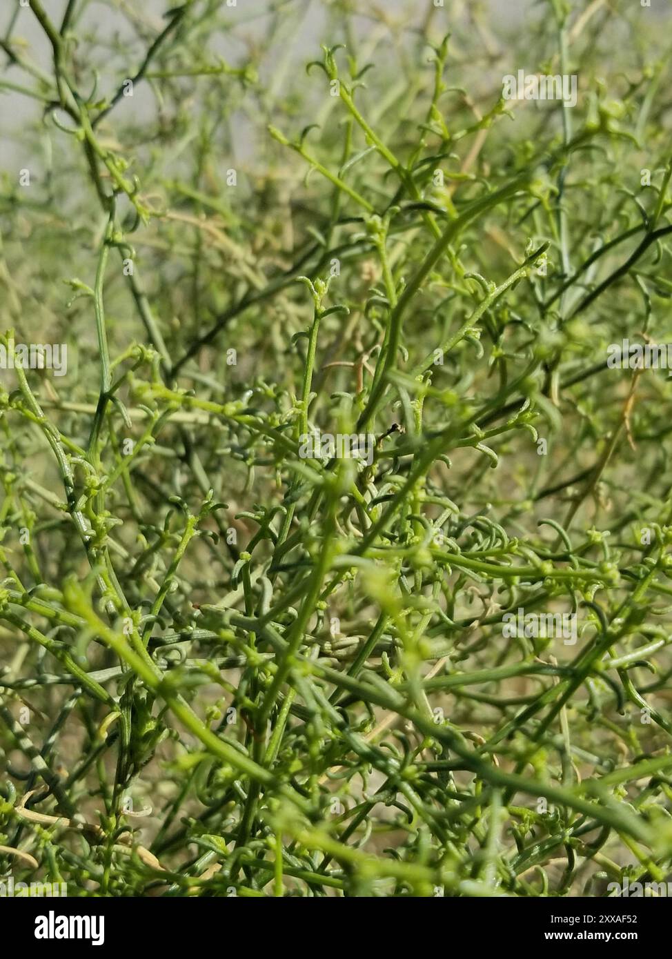 Cheesebush (Ambrosia salsola) Plantae Stock Photo - Alamy