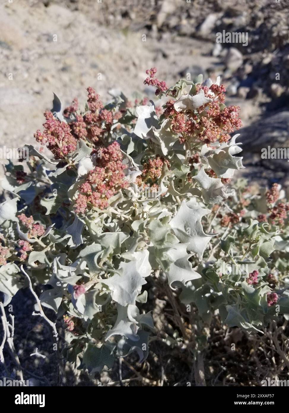 Desert Holly (Atriplex hymenelytra) Plantae Stock Photo - Alamy