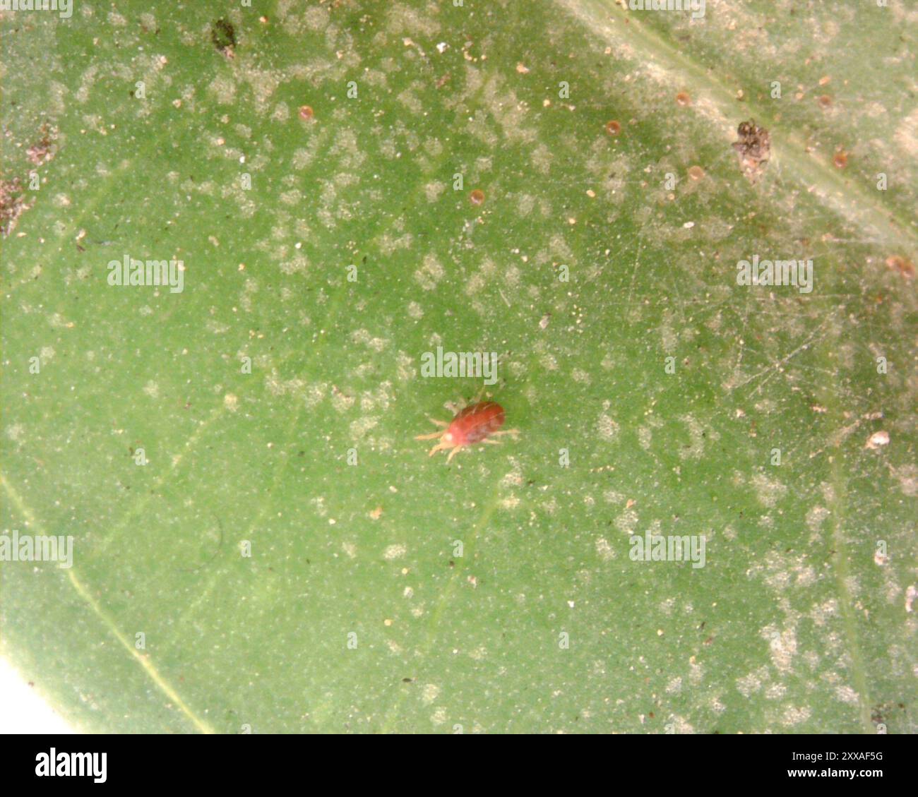 Twospotted Spider Mite (Tetranychus urticae) Arachnida Stock Photo - Alamy