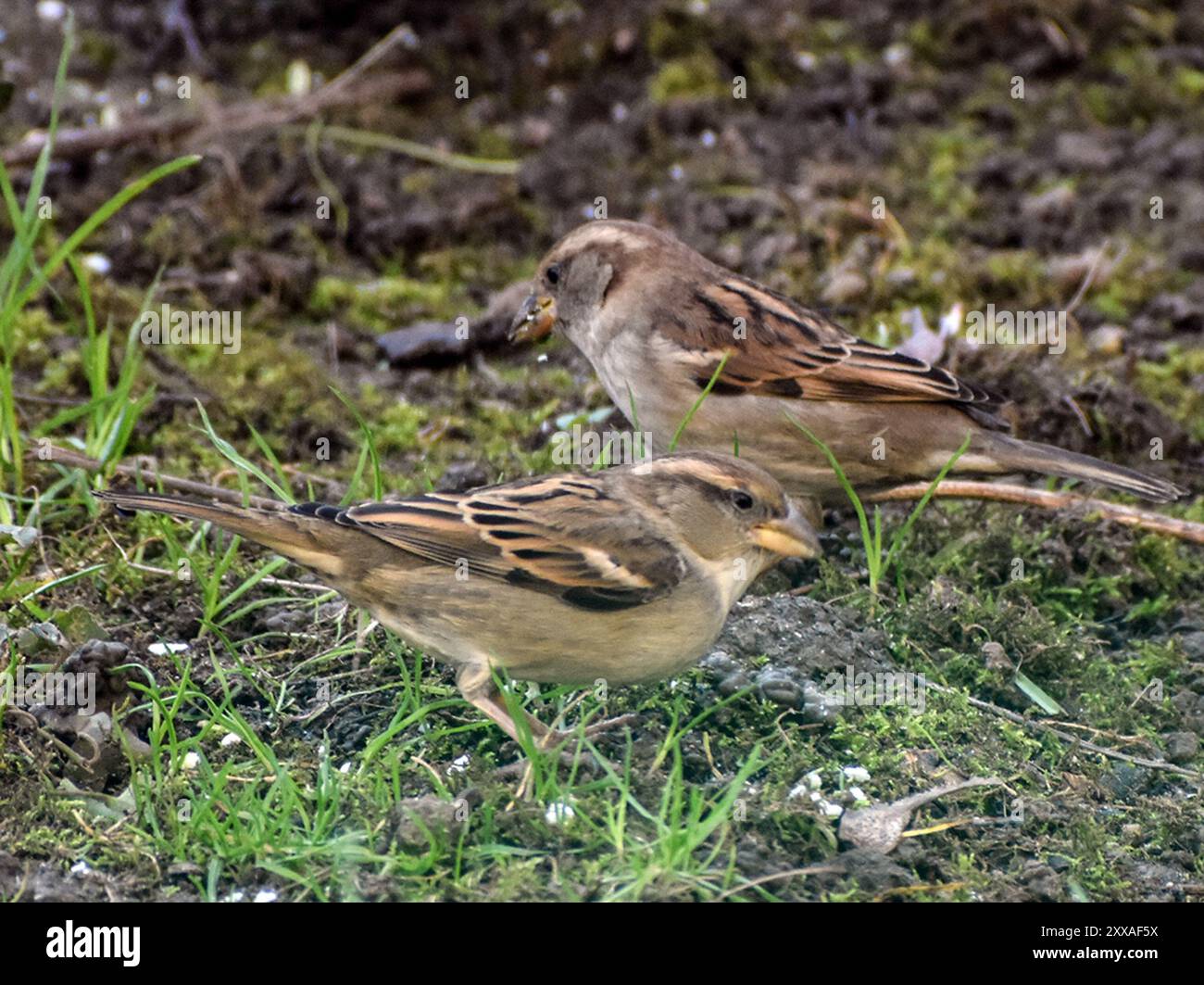 Italian Sparrow (Passer italiae) Aves Stock Photo - Alamy