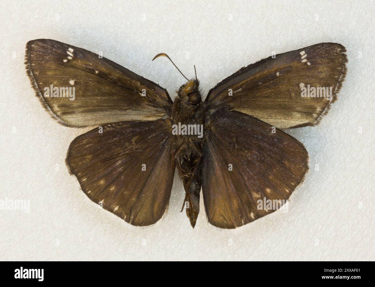 Funereal Duskywing (Erynnis funeralis) Insecta Stock Photo - Alamy