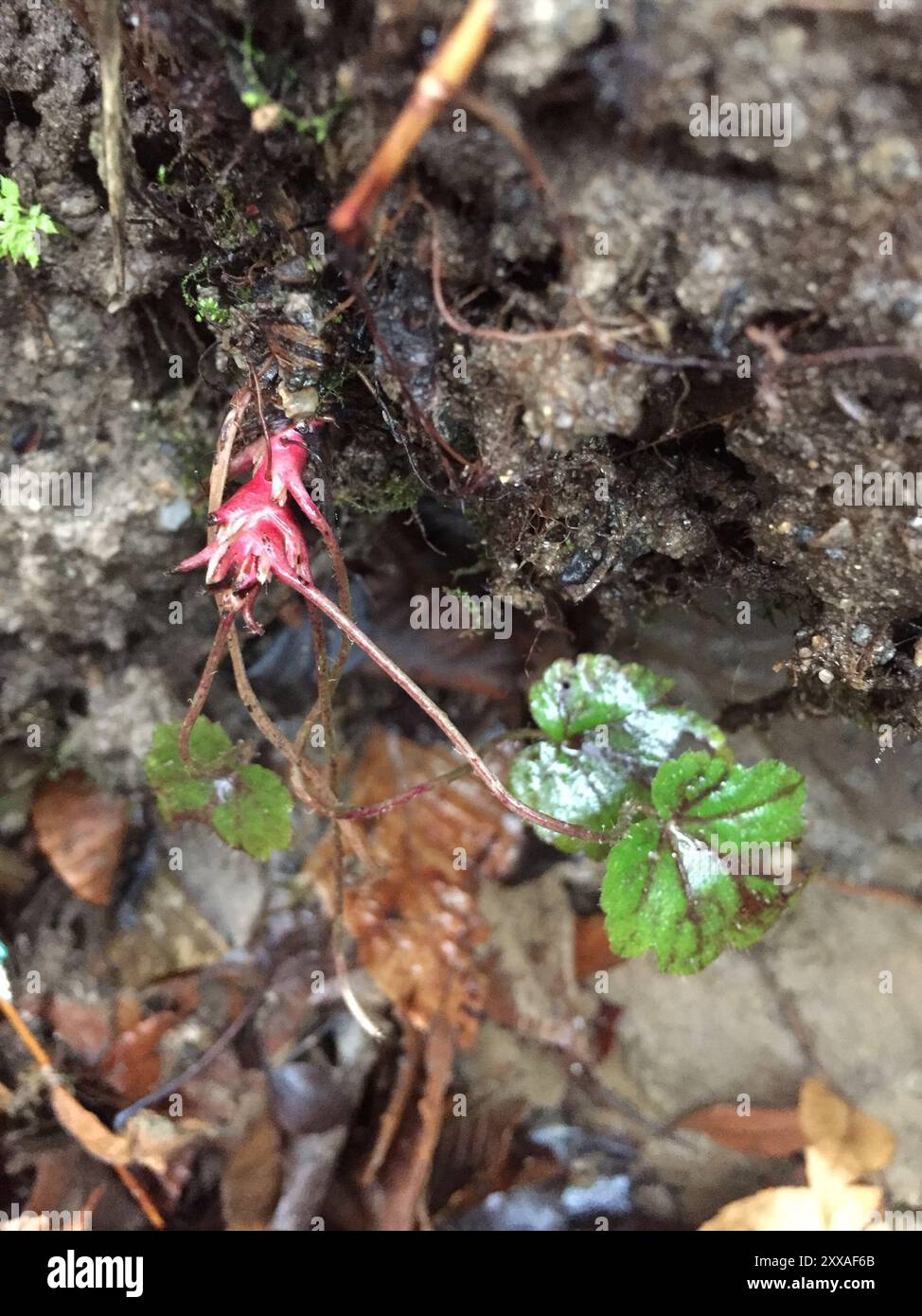 twoleaf miterwort (Mitella diphylla) Plantae Stock Photo - Alamy