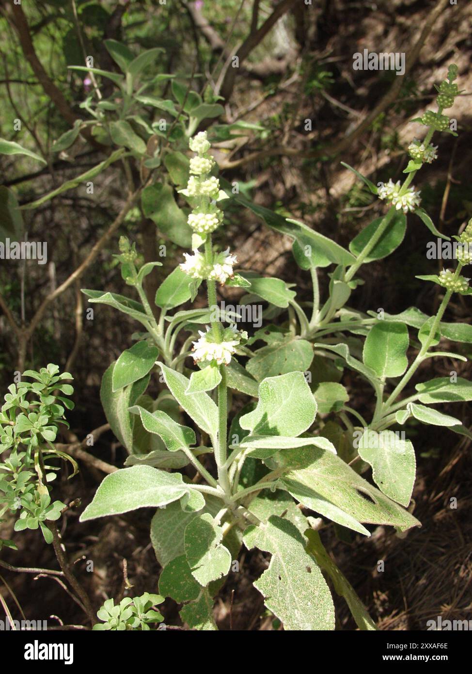 (Sideritis canariensis) Plantae Stock Photo - Alamy