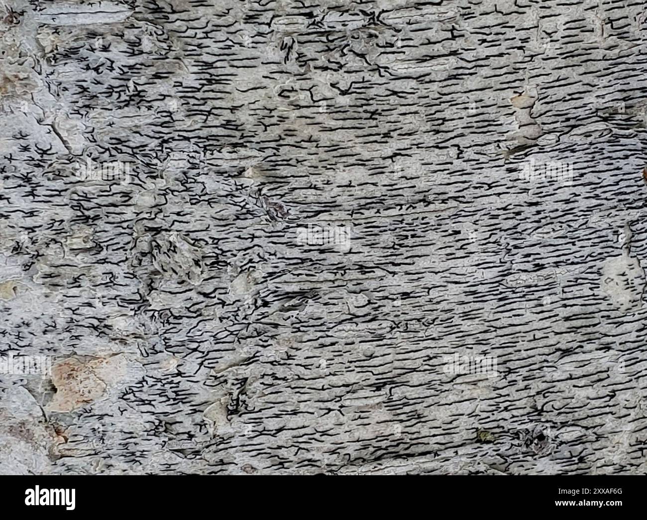 Common Script Lichen (Graphis scripta) Fungi Stock Photo - Alamy