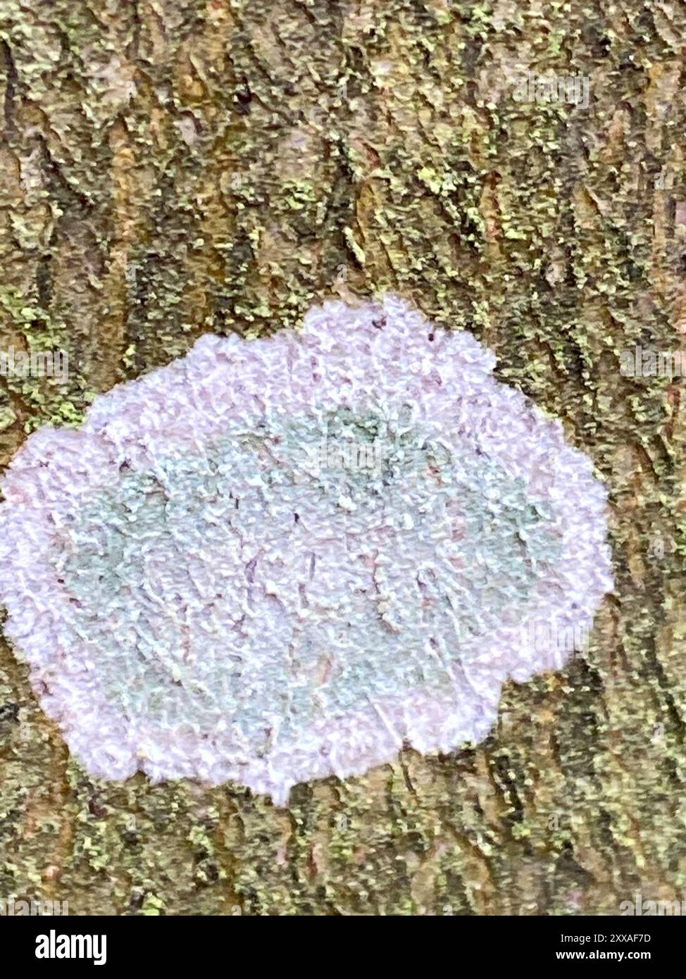 Whitewash Lichen (Phlyctis argena) Fungi Stock Photo - Alamy