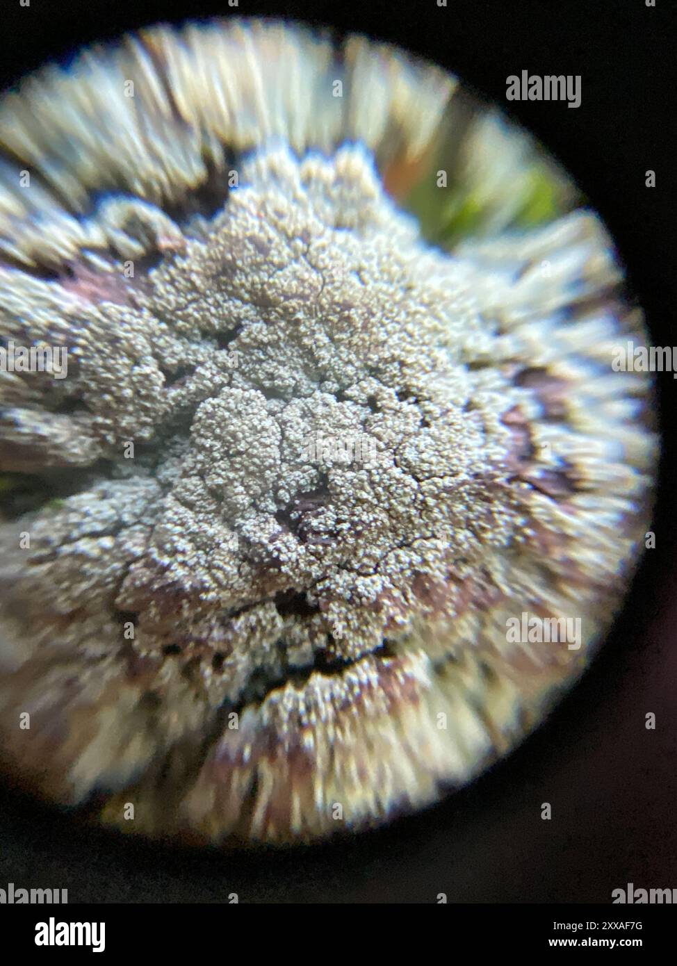 Dust Lichens (Lepraria) Fungi Stock Photo - Alamy