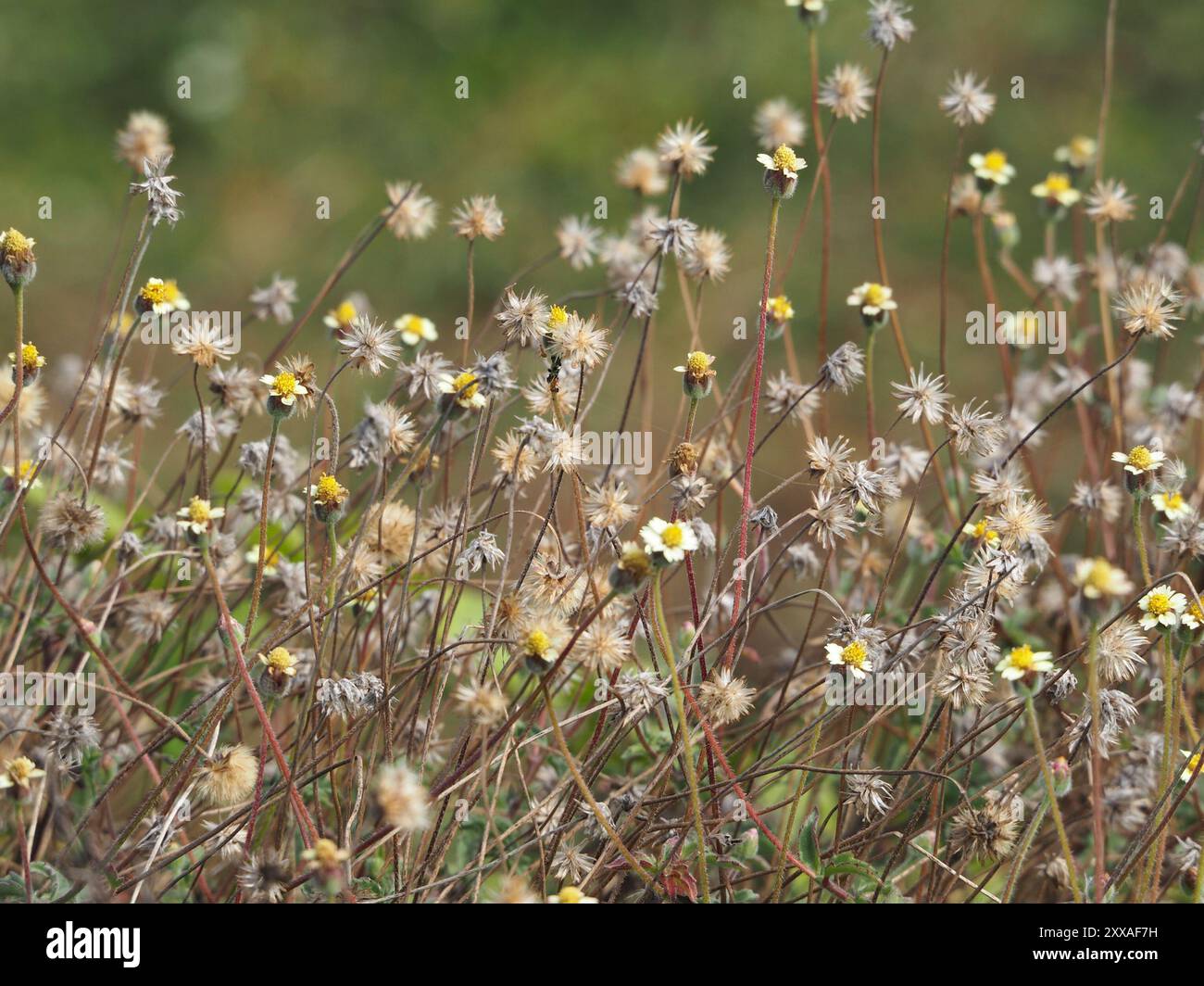 Tridax daisy (Tridax procumbens) Plantae Stock Photo - Alamy