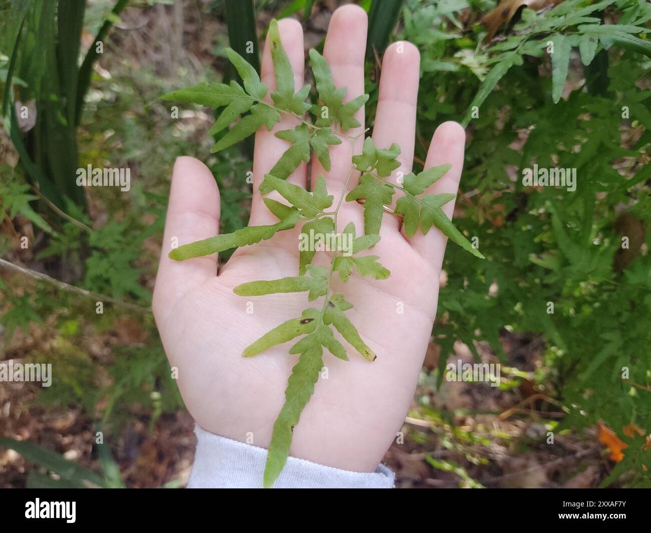 Japanese climbing fern (Lygodium japonicum) Plantae Stock Photo - Alamy