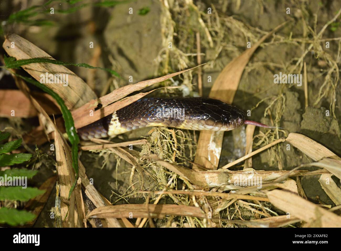 Many-banded Krait (Bungarus multicinctus) Reptilia Stock Photo - Alamy