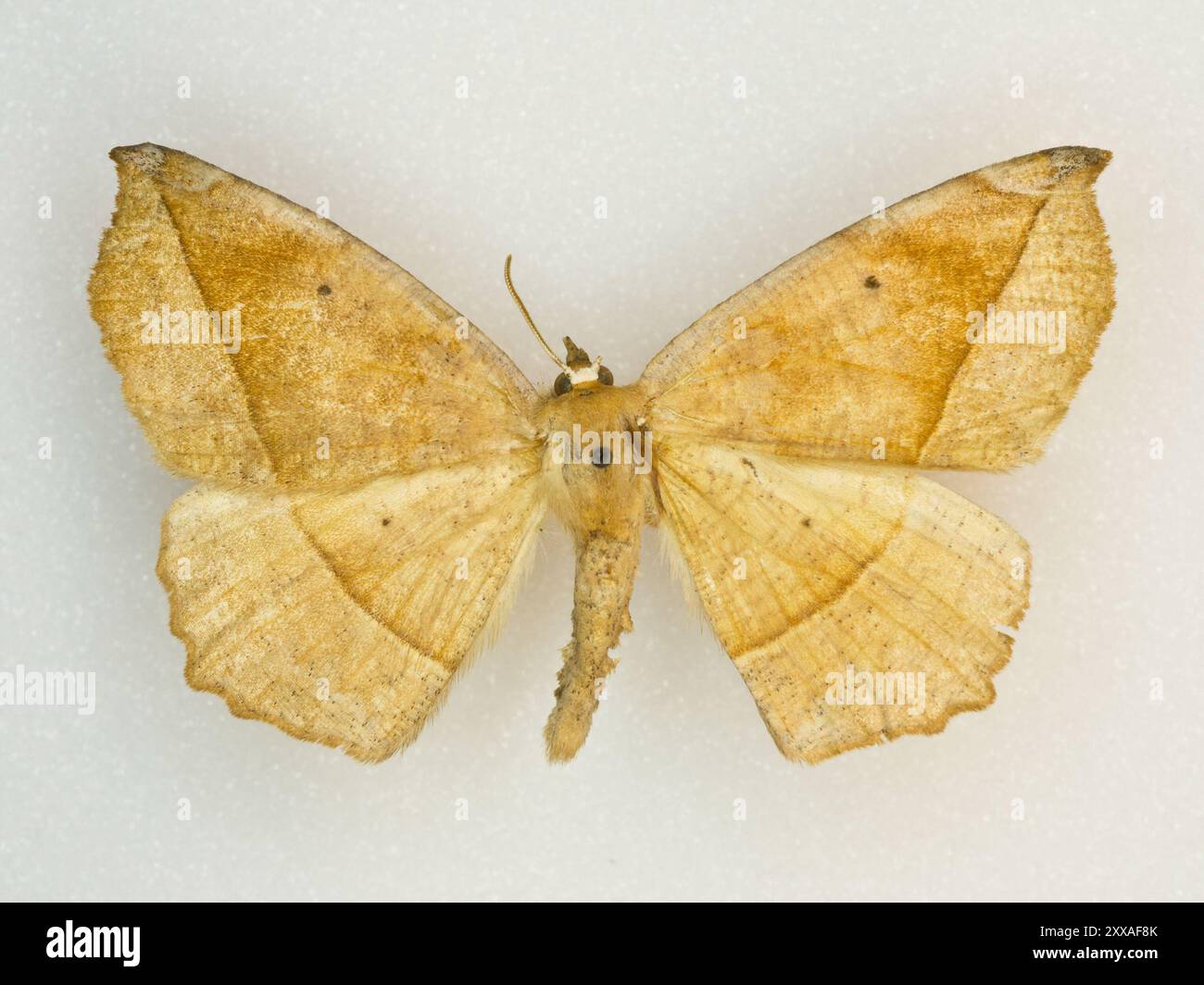 Curved-toothed Geometer Moth (Eutrapela clemataria) Insecta Stock Photo ...