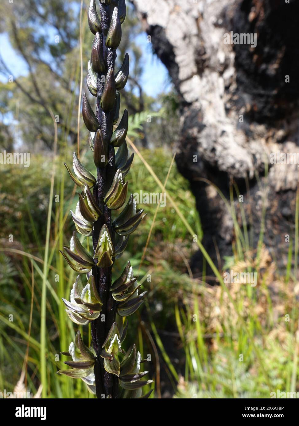 Tall Leek Orchid (Prasophyllum elatum) Plantae Stock Photo - Alamy