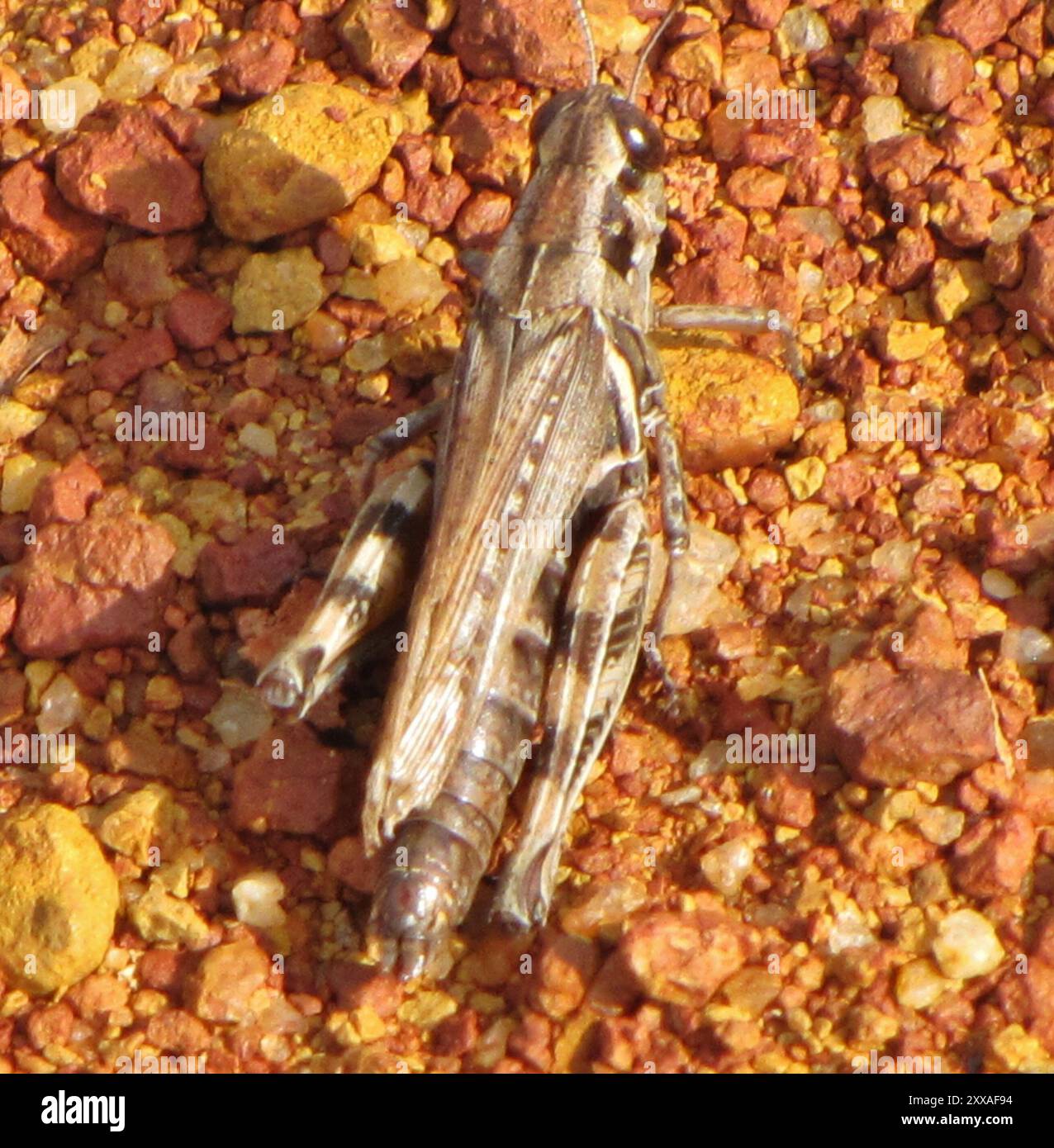 Two-spined Spur-throat Grasshopper (Melanoplus bispinosus) Insecta ...